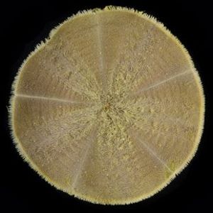 The Biodiversity of Singapore- Arachnoides placenta