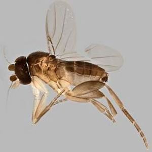 The Biodiversity of Singapore- Phoridae sp. ZRC_BDP0033350