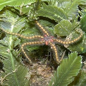 The Biodiversity of Singapore- Ophiothrix sp.