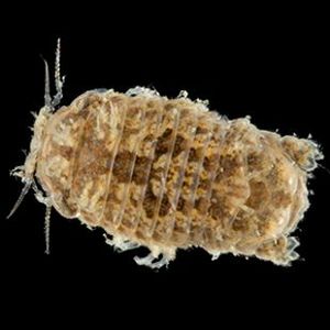 The Biodiversity of Singapore- Sphaeromatidae sp. 22