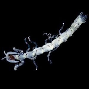 The Biodiversity of Singapore- Anthuroidea sp. 1