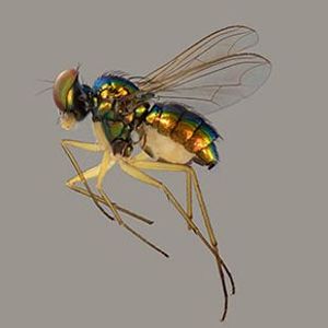 The Biodiversity of Singapore- Amblypsilopus sp.