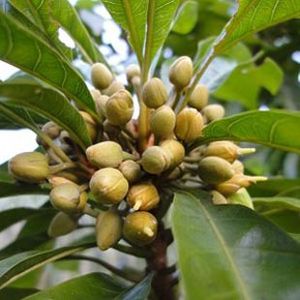 The Biodiversity of Singapore- Pouteria campechiana