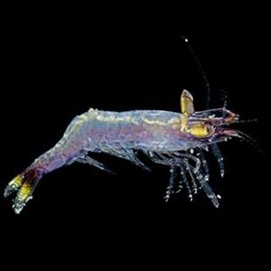 The Biodiversity of Singapore- Hippolyte sp. SS-1610