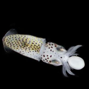 The Biodiversity of Singapore- Loliginidae sp. 1