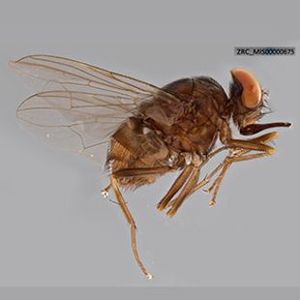 The Biodiversity of Singapore- Stomoxys sp. ZRC_MIS00000675