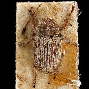 The Biodiversity of Singapore- Anthribidae sp. AYC 088