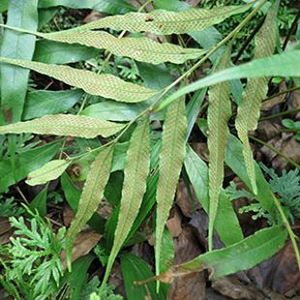 The Biodiversity of Singapore- Pronephrium menisciicarpon