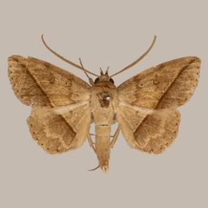 The Biodiversity of Singapore- Ugia disjungens