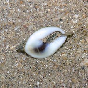 The Biodiversity of Singapore- Nassarius pullus