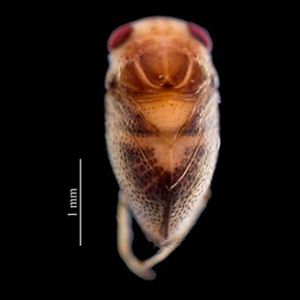 The Biodiversity of Singapore- Paraplea frontalis