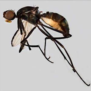 The Biodiversity of Singapore- Toxopoda sp. ZRC_BDP0268791