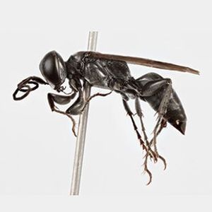 The Biodiversity of Singapore- Liris sp. 1