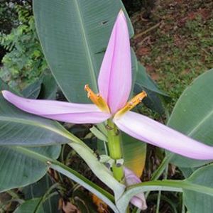 The Biodiversity of Singapore- Musa ornata