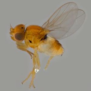 The Biodiversity of Singapore- Chloropidae sp. ZRC_BDP0298656