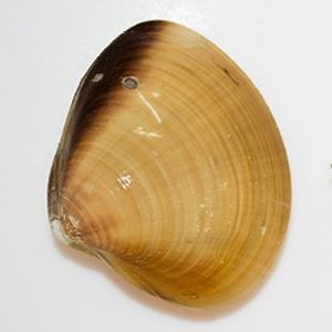 The Biodiversity of Singapore- Meretrix sp.