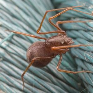 The Biodiversity of Singapore- Scytodes fusca