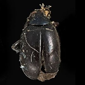 The Biodiversity of Singapore- Nonarthra sumatrensis