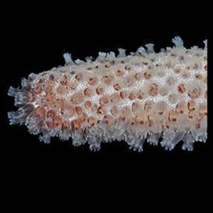 The Biodiversity of Singapore- Veretillum cf. sp.