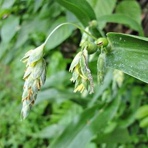 The Biodiversity of Singapore- Coix lacryma-jobi