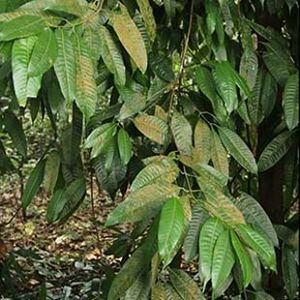The Biodiversity of Singapore- Bouea macrophylla