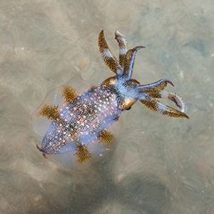 The Biodiversity of Singapore- Sepioteuthis lessoniana