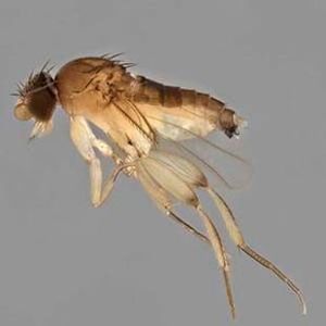 The Biodiversity of Singapore- Megaselia sp. ZRC_BDP0031817