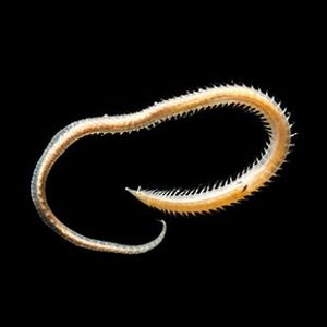 The Biodiversity of Singapore- Glyceridae sp. SS-4044