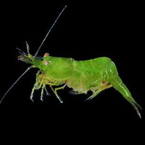 The Biodiversity of Singapore- Hippolyte sp. JS-1382