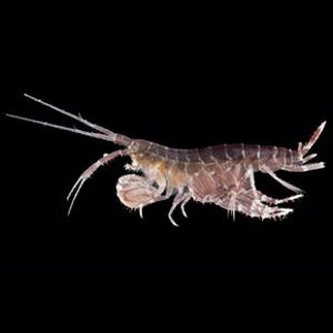 The Biodiversity of Singapore- Amphipoda sp. 30