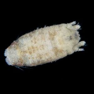 The Biodiversity of Singapore- Sphaeromatidae sp. 2