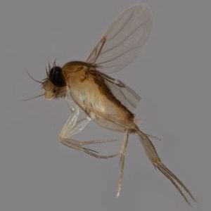 The Biodiversity of Singapore- Phoridae sp. ZRC_BDP0251371