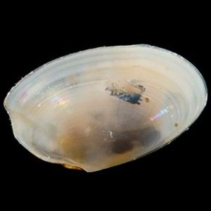 The Biodiversity of Singapore- Hanleyanus cf. oblongus