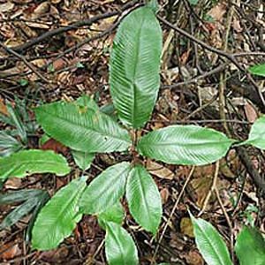 The Biodiversity of Singapore- Pronephrium repandum