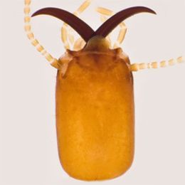 The Biodiversity of Singapore- Microcerotermes sabahensis