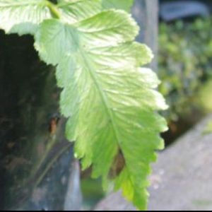 The Biodiversity of Singapore- Athyrium accedens
