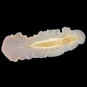 The Biodiversity of Singapore- Acotylea sp. 2