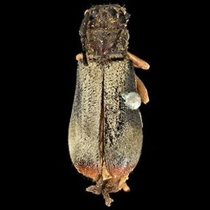 The Biodiversity of Singapore- Serixia (Serixia) apicalis
