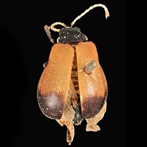 The Biodiversity of Singapore- Aulacophora luteicornis