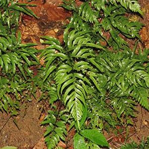 The Biodiversity of Singapore- Pteris semipinnata