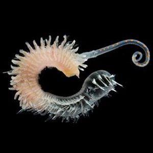 The Biodiversity of Singapore- Spionidae sp. SS-1748