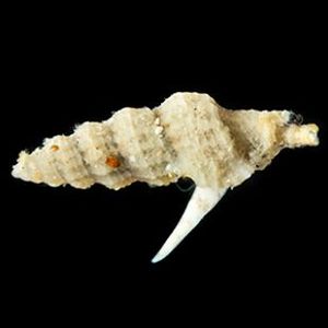 The Biodiversity of Singapore- Cerithiidae sp. 14