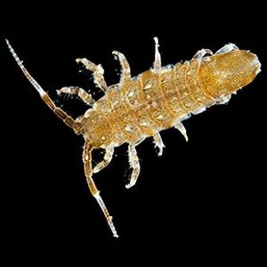 The Biodiversity of Singapore- Asellota sp. 5