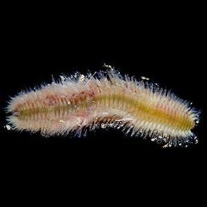 The Biodiversity of Singapore- Eurythoe sp.