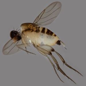 The Biodiversity of Singapore- Phoridae sp. ZRC_BDP0251577