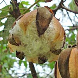 The Biodiversity of Singapore- Cochlospermum religiosum