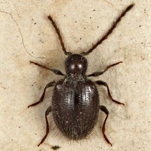 The Biodiversity of Singapore- Ptininae sp. AYC 268