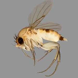 The Biodiversity of Singapore- Megaselia? sp. ZRC_BDP0033157