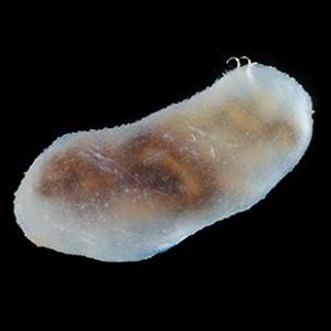 The Biodiversity of Singapore- Spoon worm sp. 5