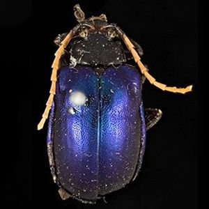 The Biodiversity of Singapore- Aplosonyx albicornis